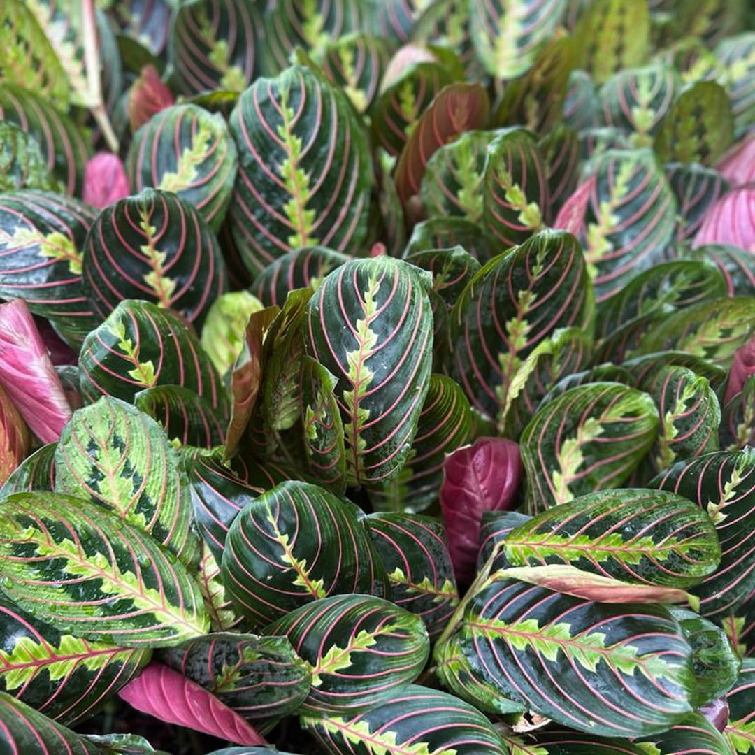 12 PACK LIVE 3 Inch Pot Red Maranta Prayer Plant, Housewarming Gift ...