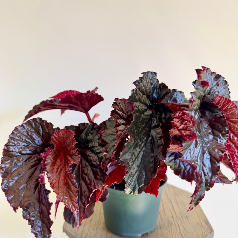 LIVE 6 Inch Pot Begonia Black Magic, Angel Wing Begonia, Thank You Gift ...