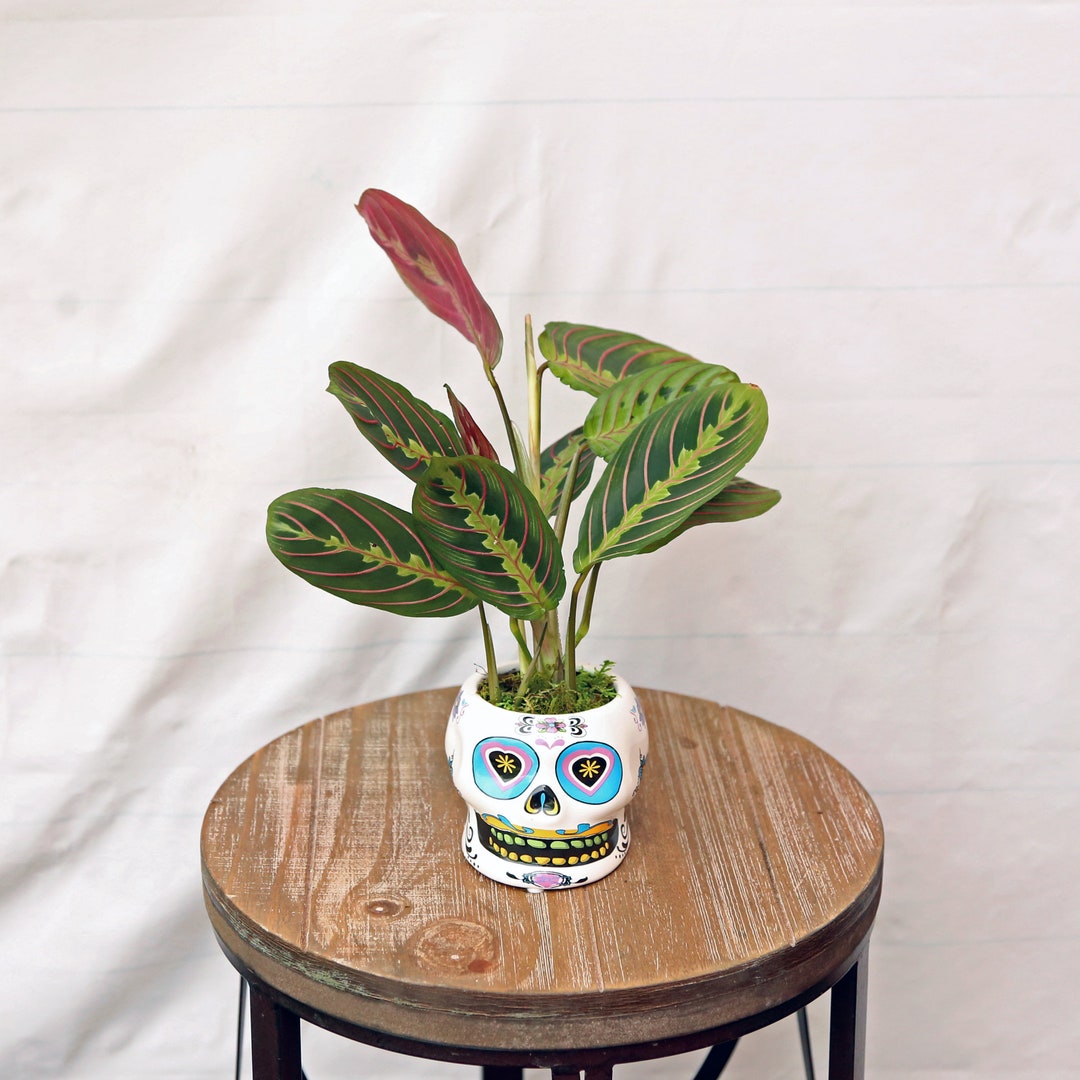 LIVE 4 Inch Funky Ceramic Skull Red Maranta Herringbone Prayer Plant ...