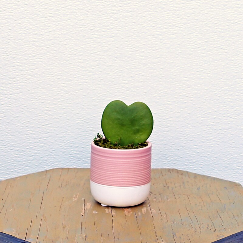Heart Shaped Pot - Etsy