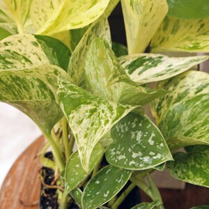 LIVE 4 Inch Pots 4 Plants Philodendron & Pothos Collection Brazilian ...