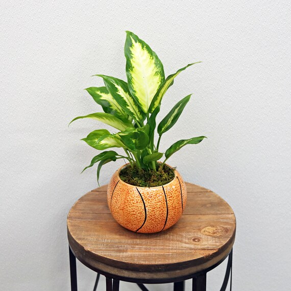LIVE Evergreen Houseplant in Beautiful Ceramic Basketball Pot - Etsy