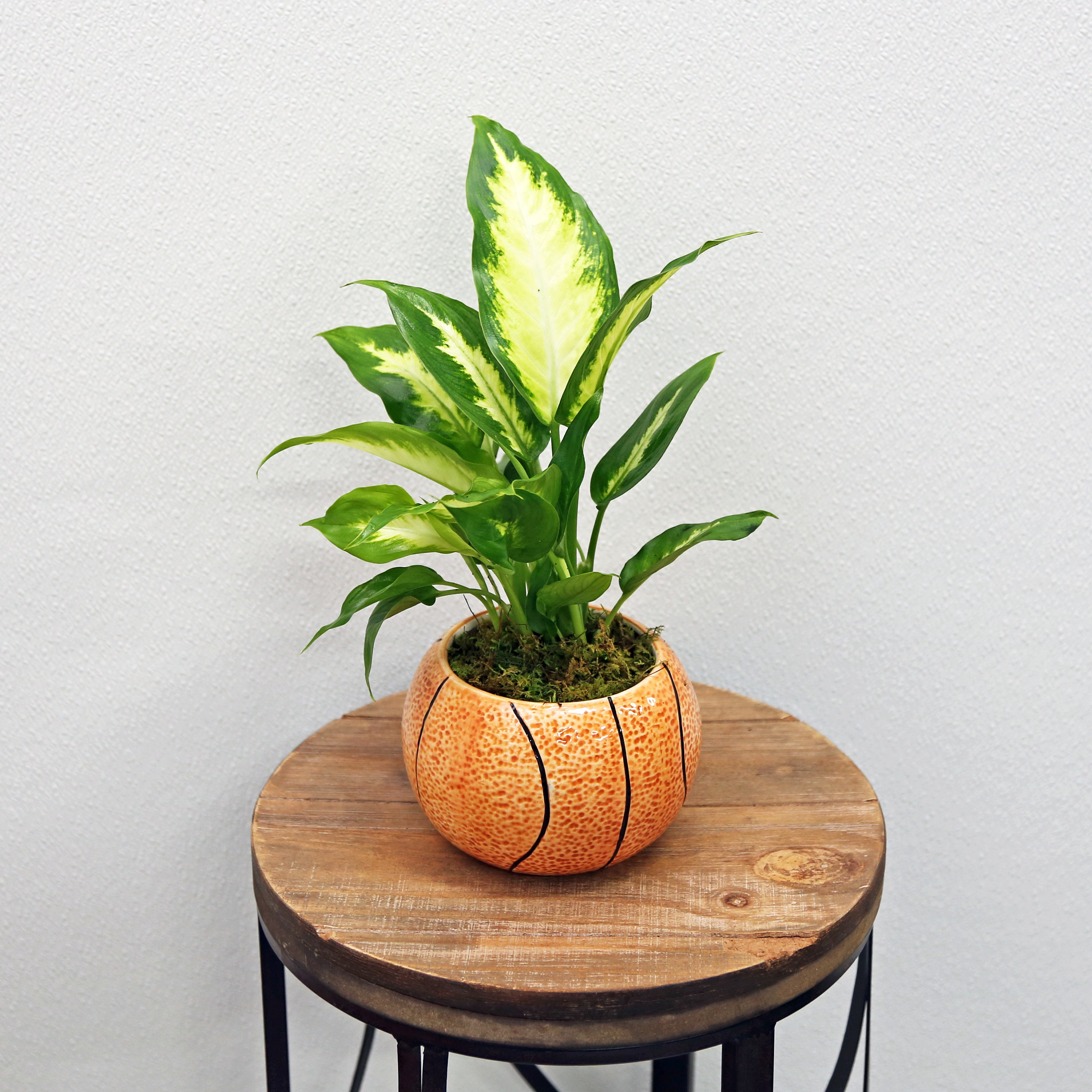 LIVE evergreen houseplant in beautiful ceramic basketball pot | Etsy