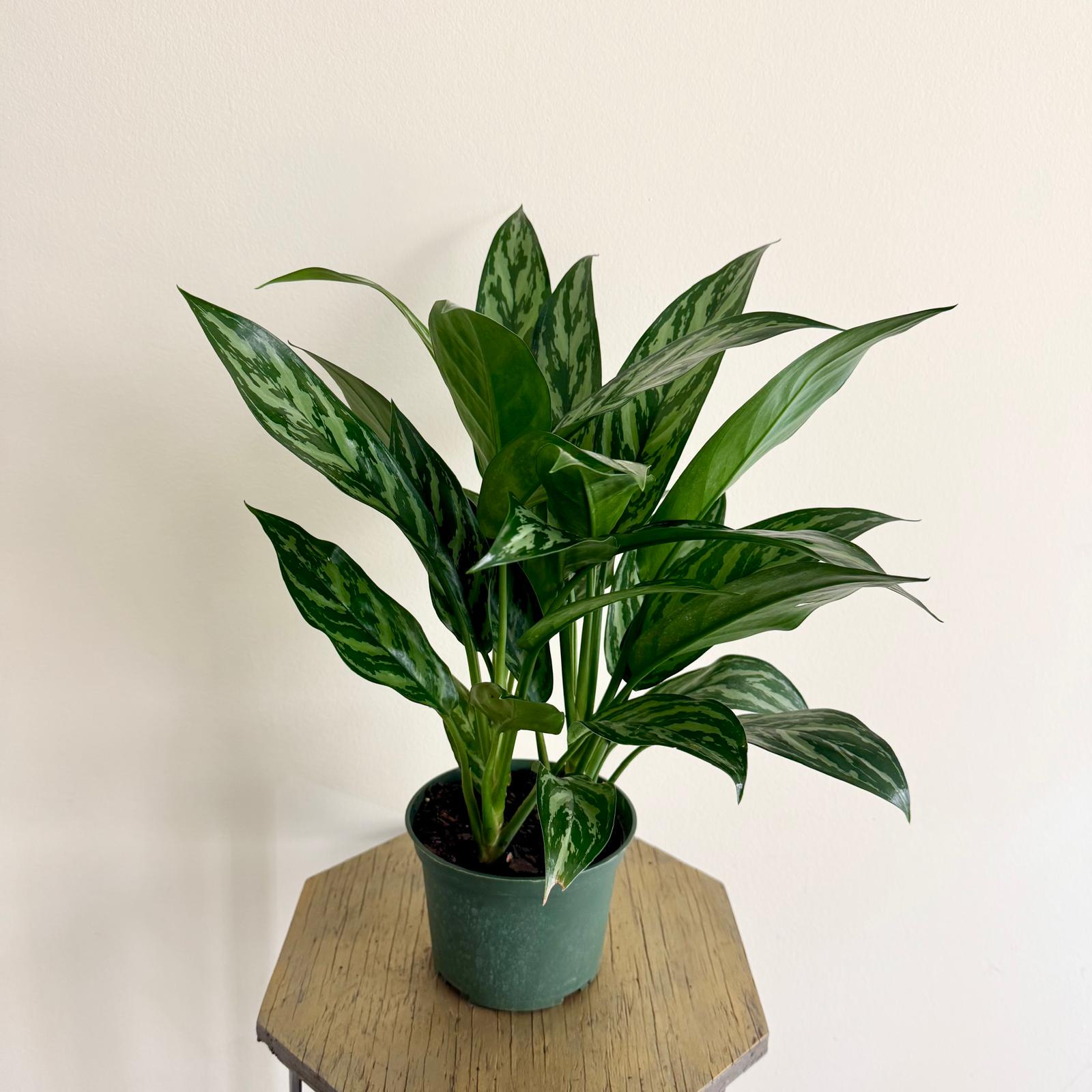 LIVE 6 Inch Pot Aglaonema Tigress, Chinese Evergreen, Indoor Variegated ...