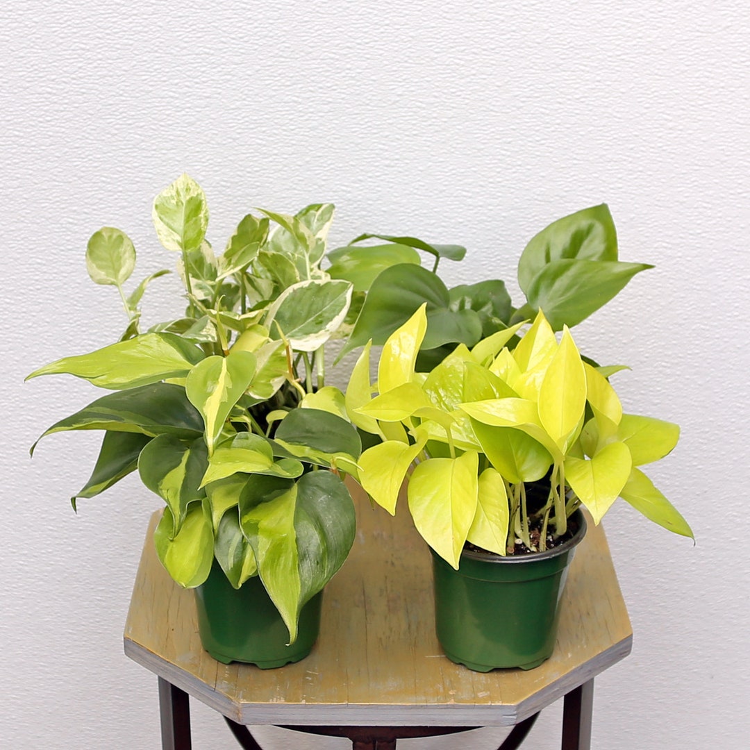 LIVE 4 Inch Pots 4 Plants Pearls and Jade, Neon Pothos, Heartleaf ...