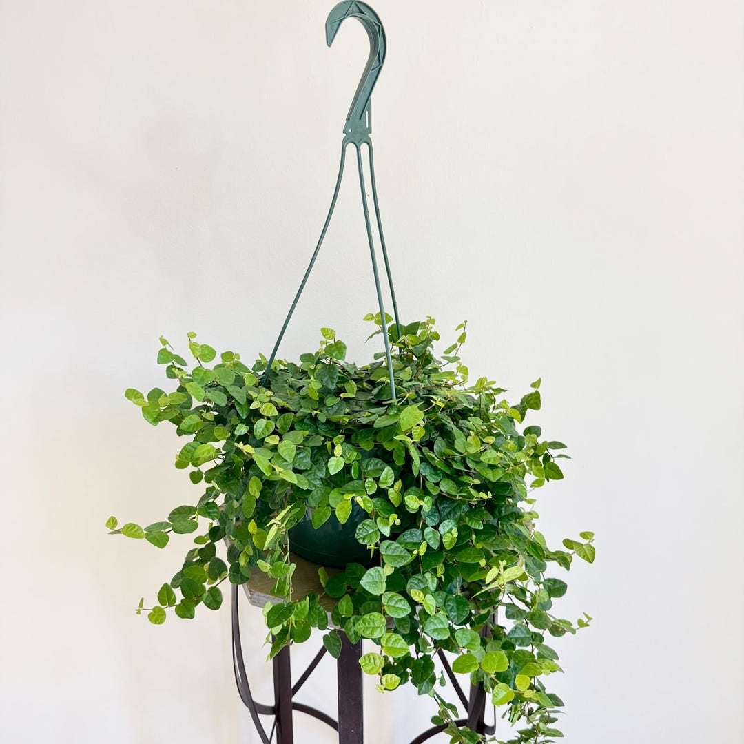 LIVE 8 Inch Hanging Basket Ficus Repens, Ficus Pumila, Climbing Fig ...