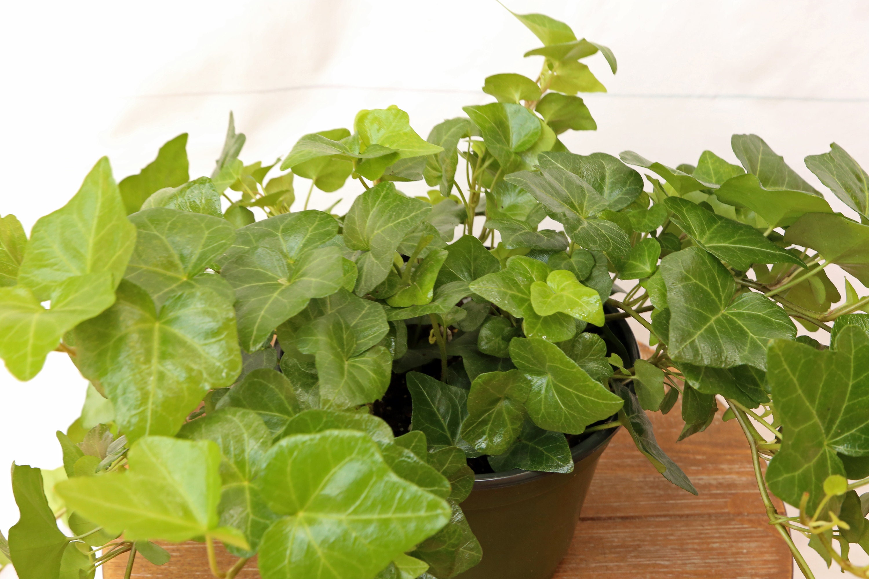 Hedera Helix Indoor Plant