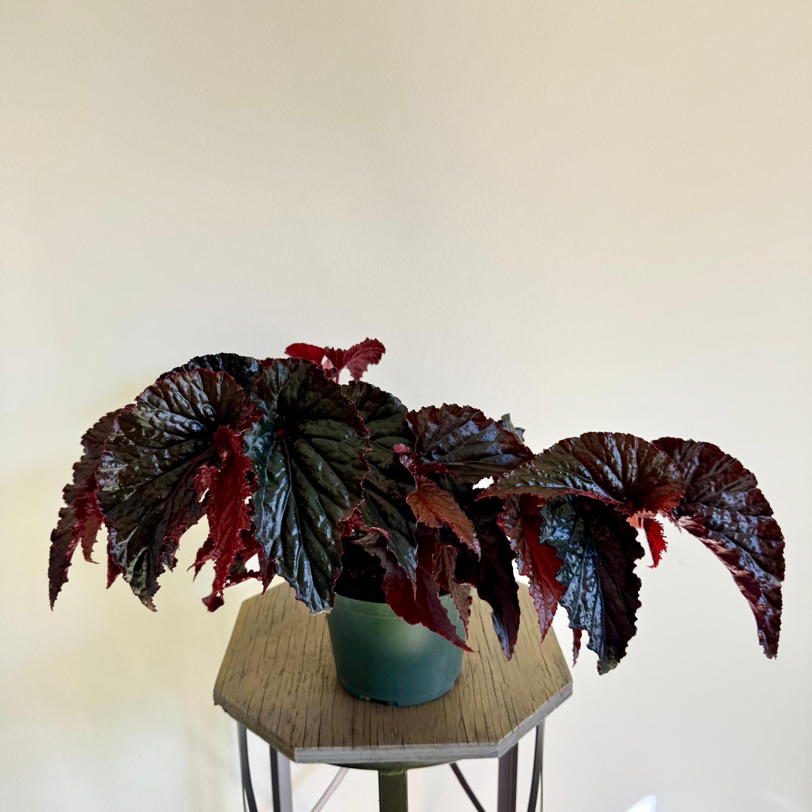 LIVE 6 Inch Pot Begonia Black Magic, Angel Wing Begonia, Thank You Gift ...