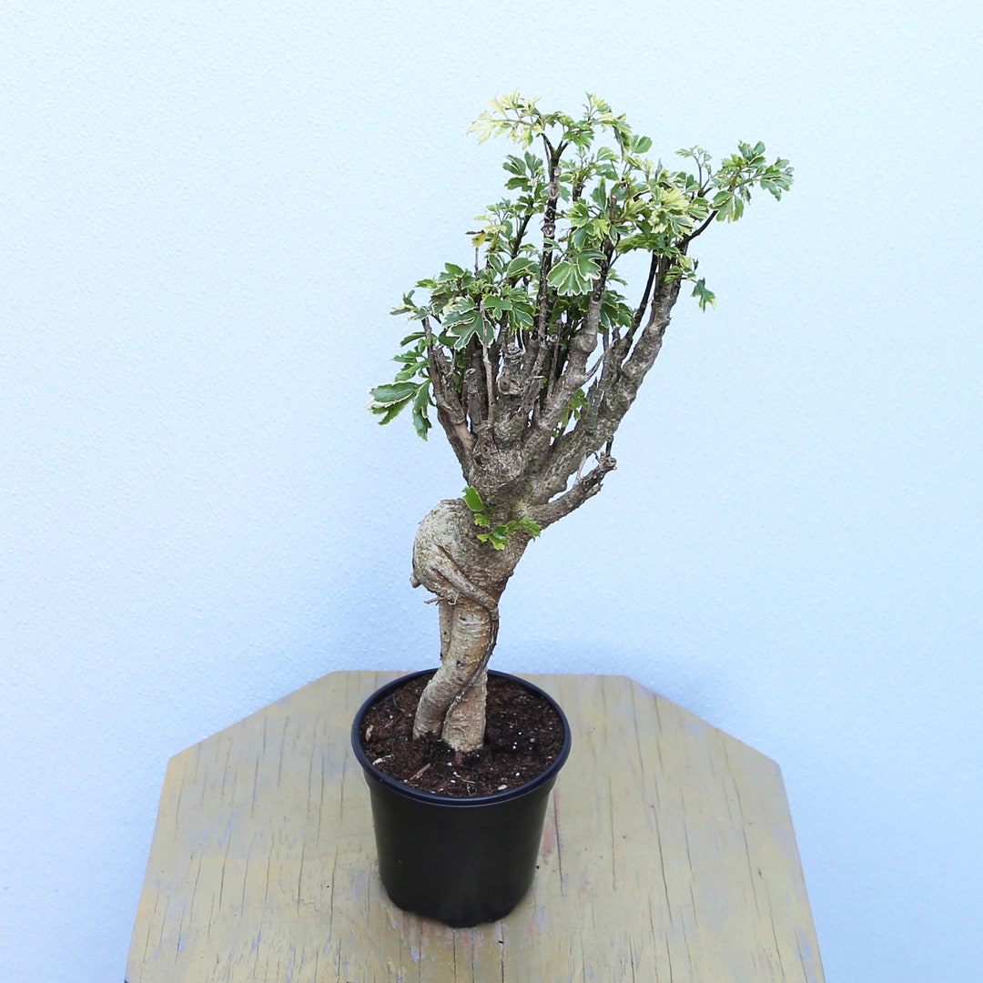 LIVE 4 Inch Pot Polyscias Fruticosa Elegans Bonsai, Ming Aralia, RARE ...
