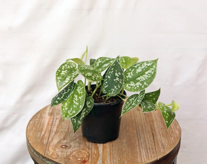 Silver Lady Pothos - Scindapsus Silver Lady - Silver Pothos Plant ...