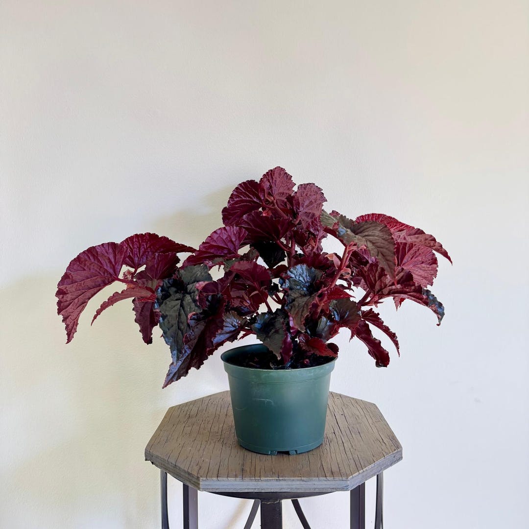 LIVE 6 Inch Pot Begonia Black Magic, Angel Wing Begonia, Thank You Gift ...