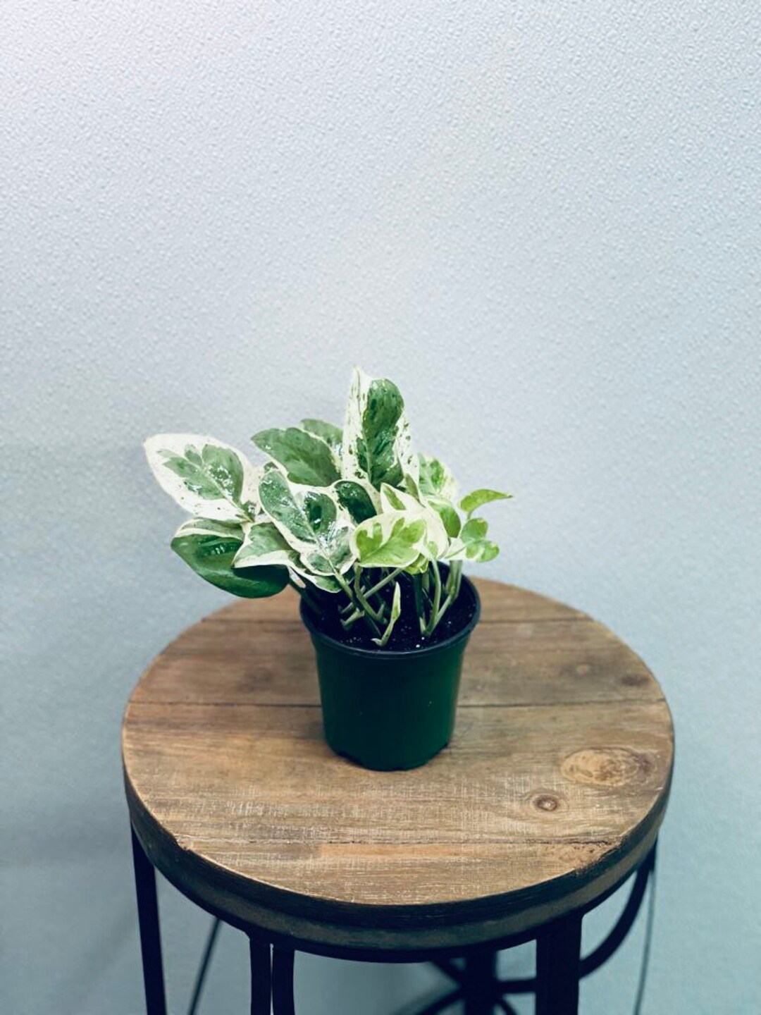 LIVE 4 Inch Pot Pearls 'n Jade Pothos Variegated Indoor Vine Plant ...