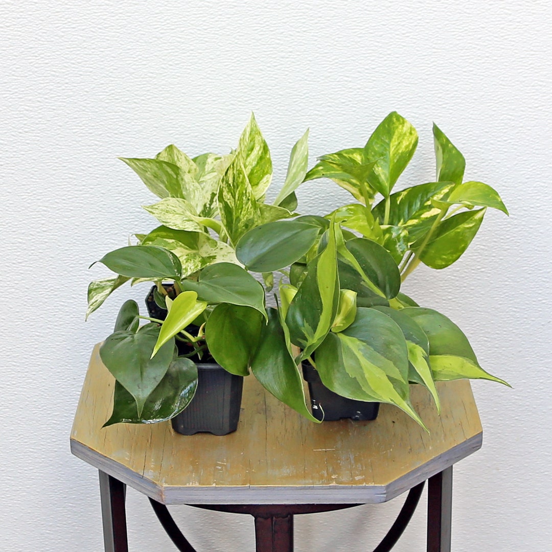 LIVE 3 Inch Pots 4 Plants Marble Queen, Golden Pothos, Heartleaf ...