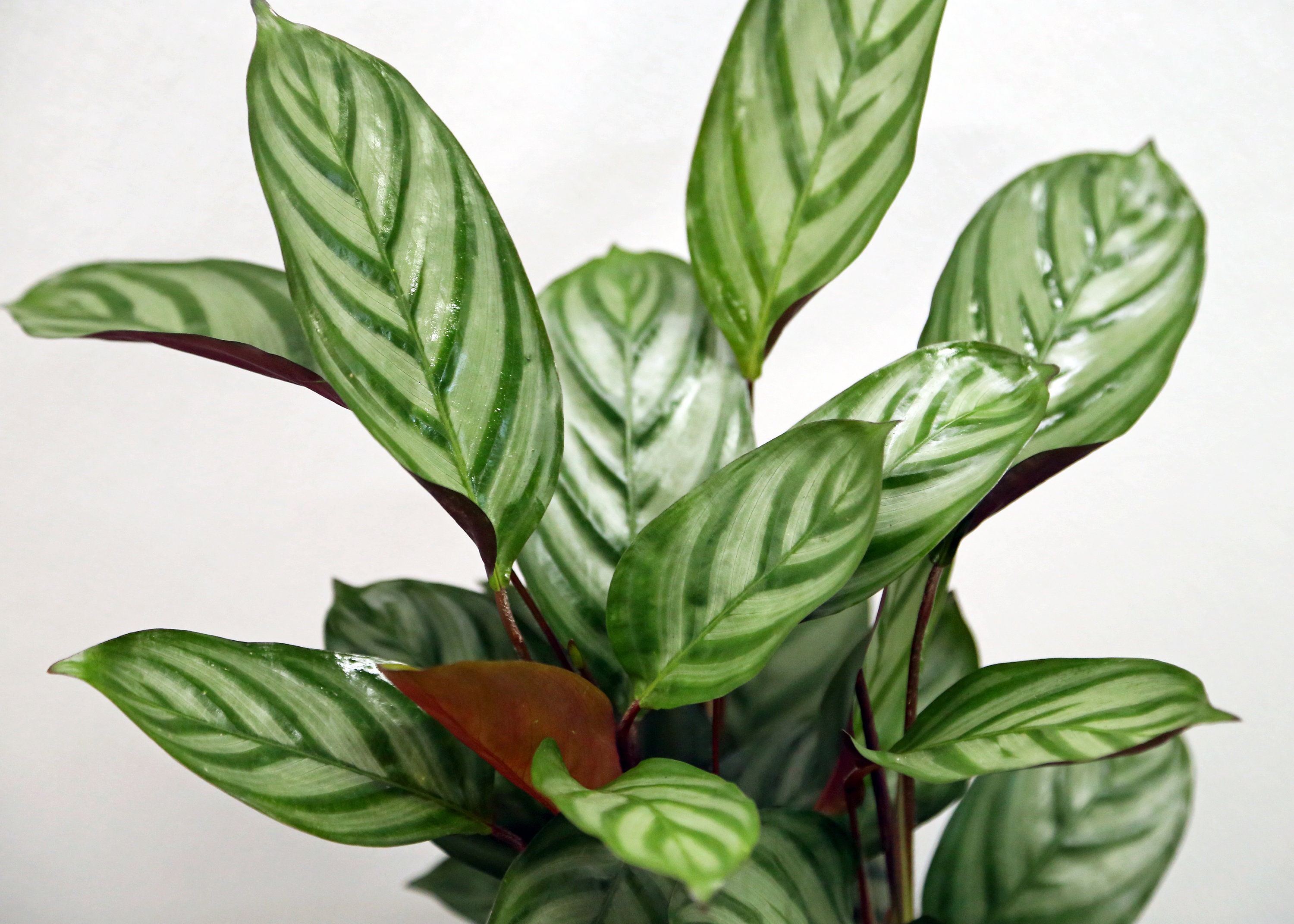 Ferns, Grasses & Bamboo Home & Living LIVE Calathea Setosa houseplant ...