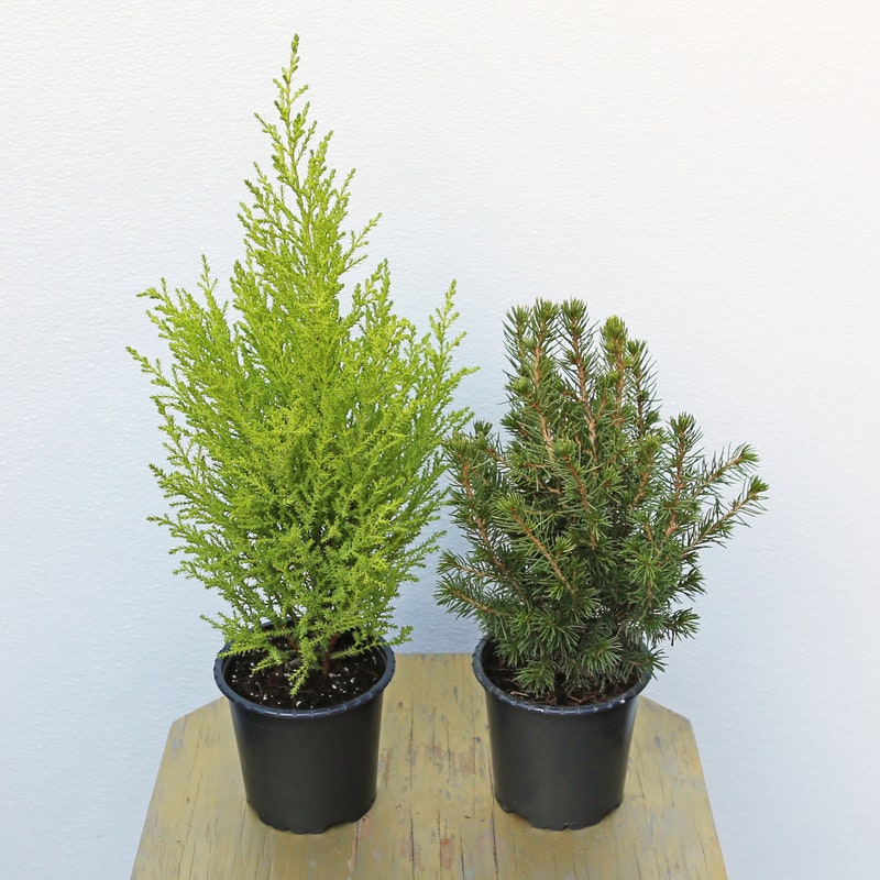 Dwarf Cypress - Etsy