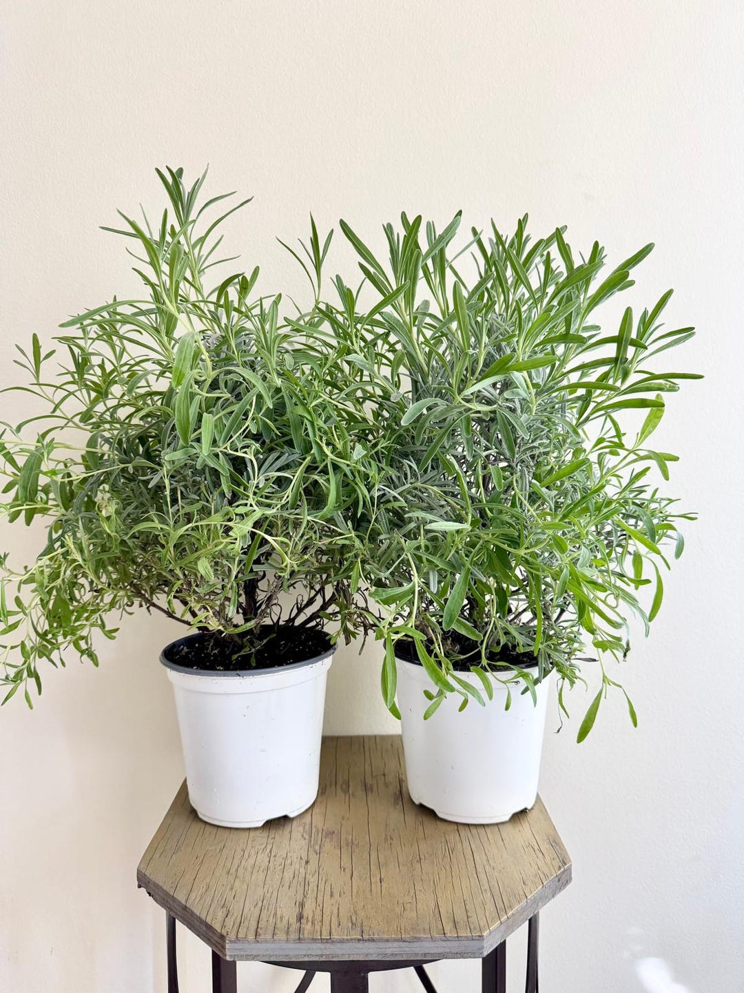 FOSTER 2 Plants LIVE 6 Inch Pots Lavender Tree, Office Gift Plant ...