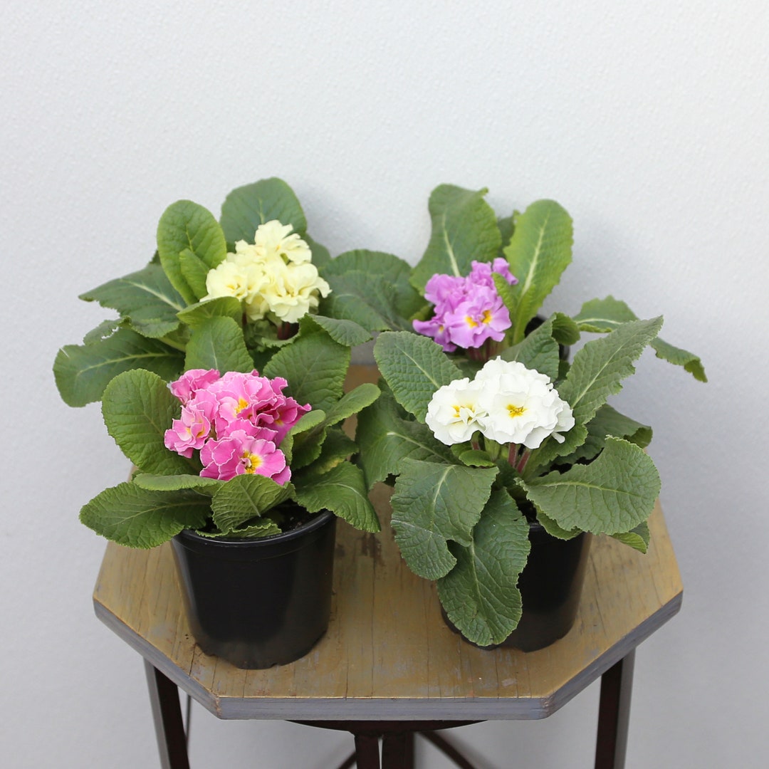 LIVE Combo 4 Inch Pot Primula Primevere, Common Primrose, Small Indoor ...