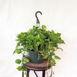 Pothos - Etsy