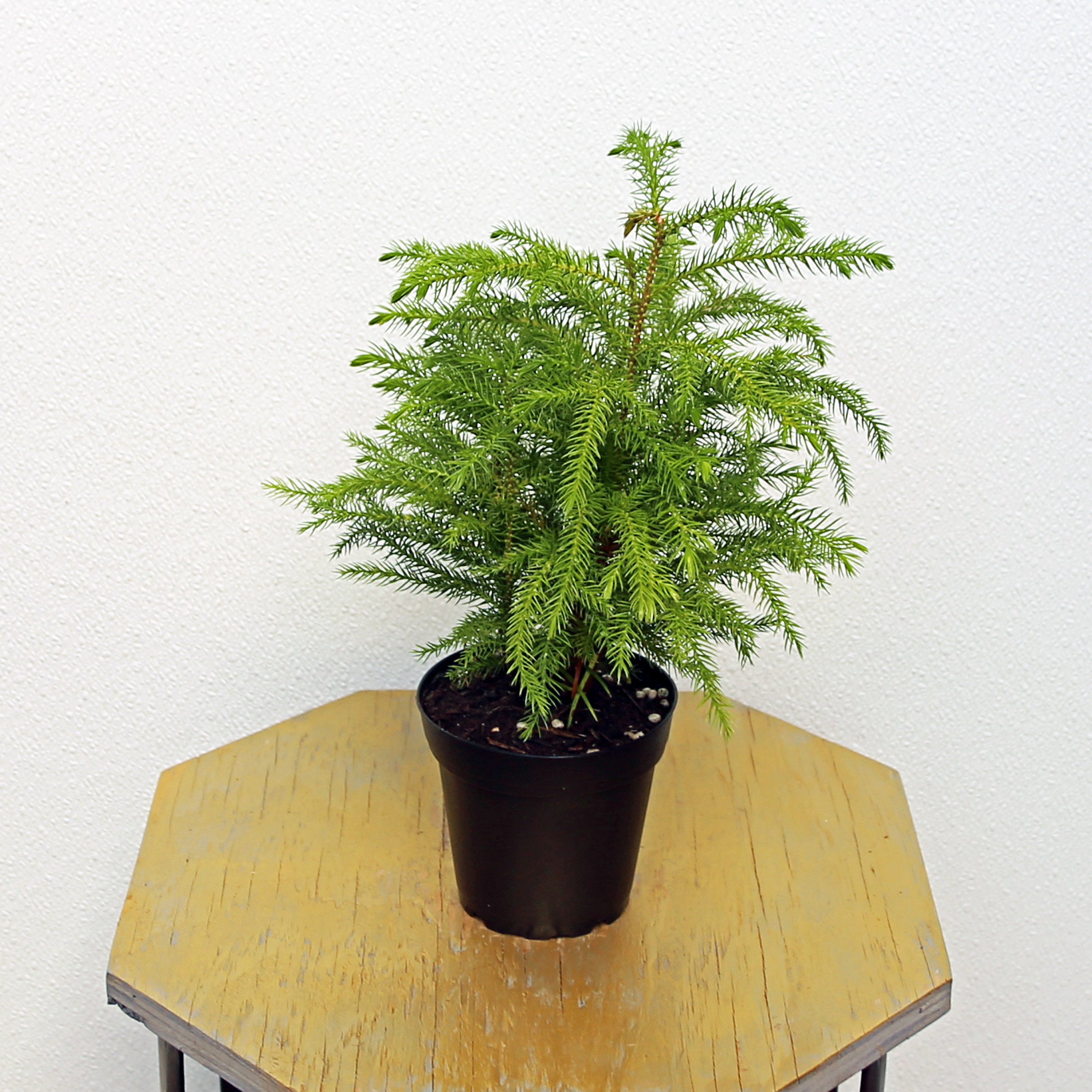 LIVE 4 Inch Pot Norfolk Island Pine, Araucaria Heterophylla, Christmas ...