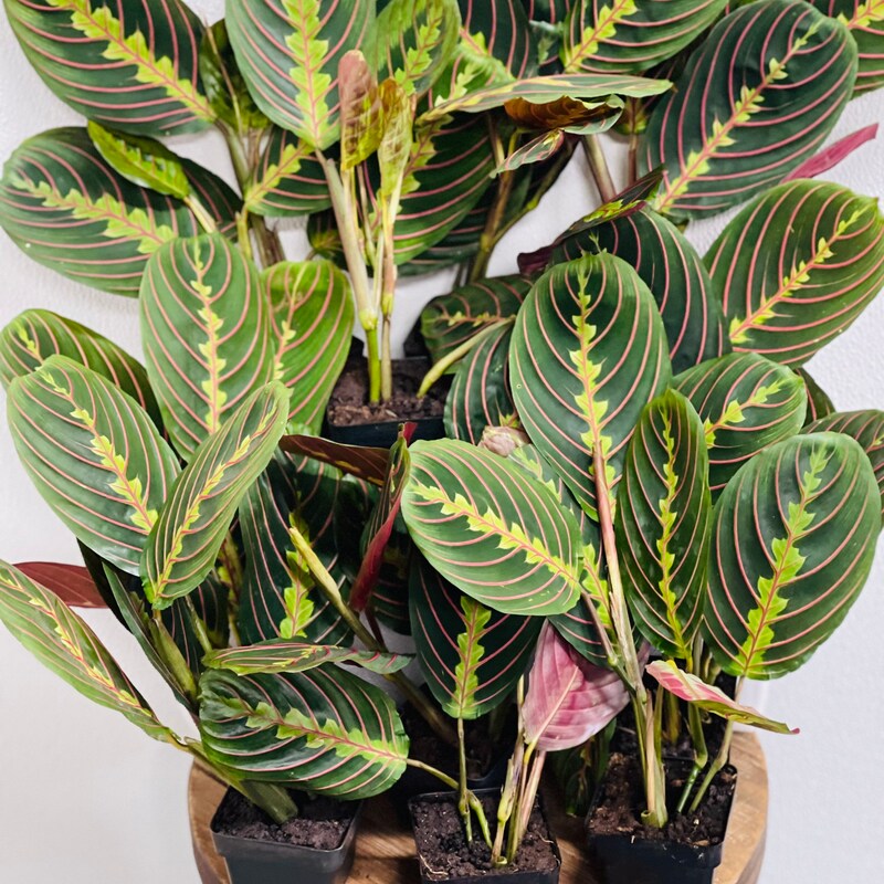 Live House Plants - Etsy