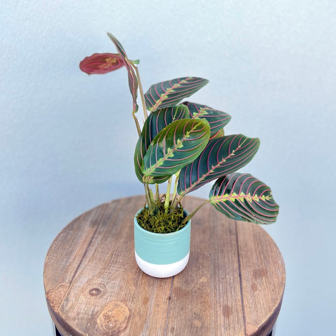 LIVE Ceramic Pot Red Maranta Prayer Plant, Coworker Office Gift, Thank ...