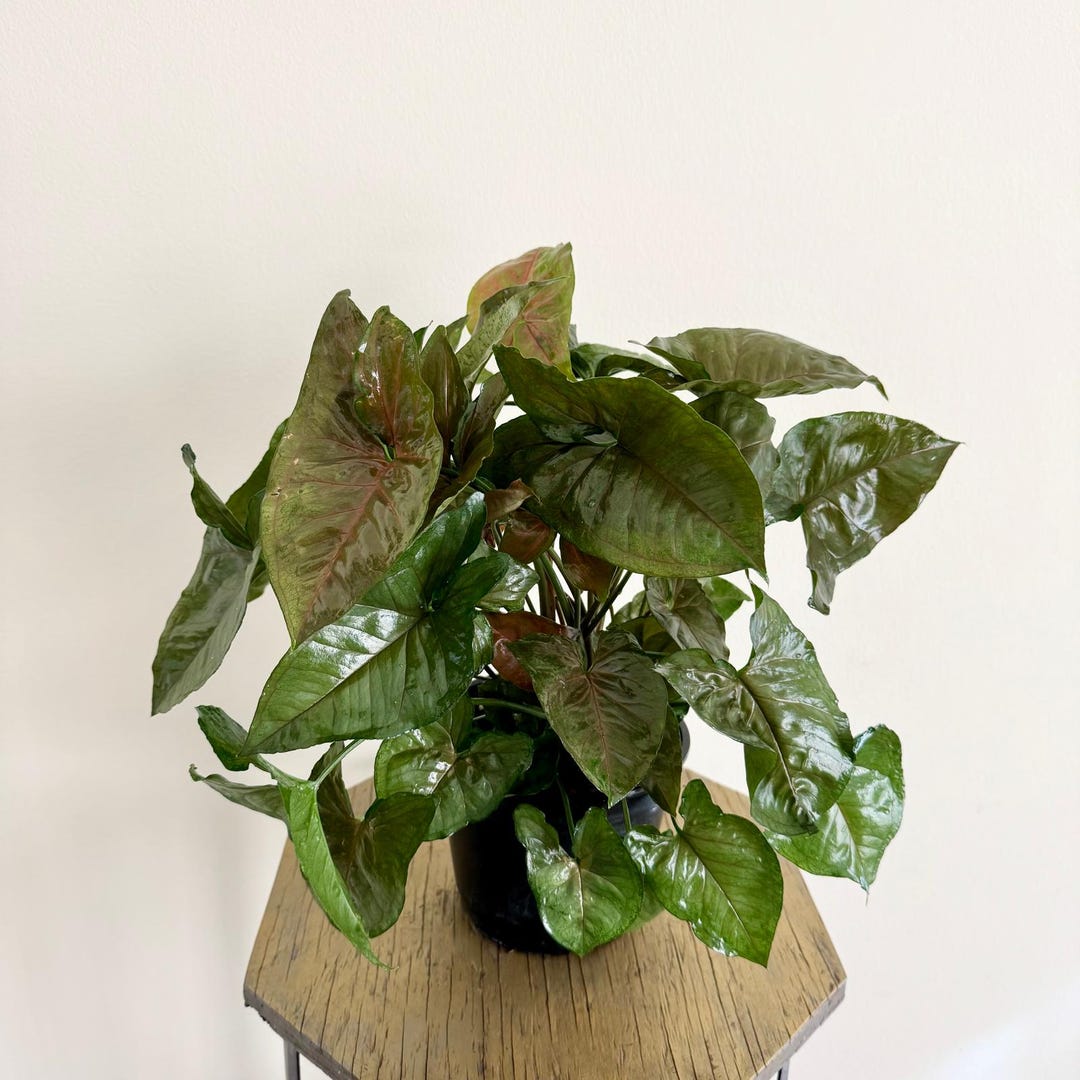 LIVE 6 Inch Pot Syngonium Maria Allusion Arrowhead, Tropical Indoor ...