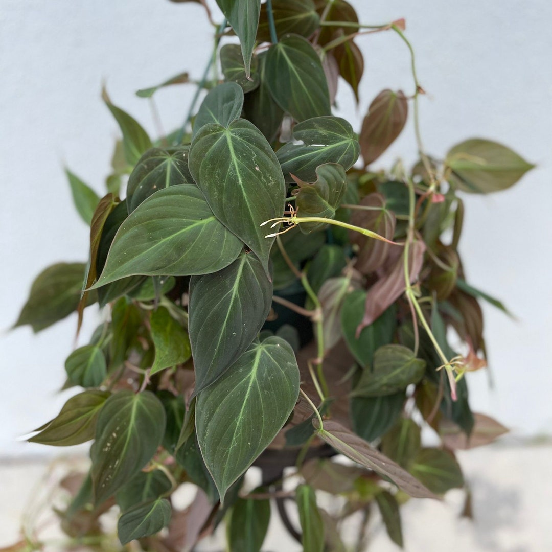 LIVE 8 Inch Hanging Basket Philodendron Micans Philo Mican, Trailing ...