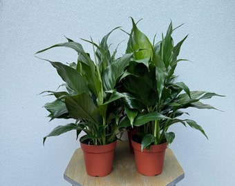 FOSTER 8 Plants LIVE 4 Inch Pots Spathiphyllum Peace Lily, Flowering ...