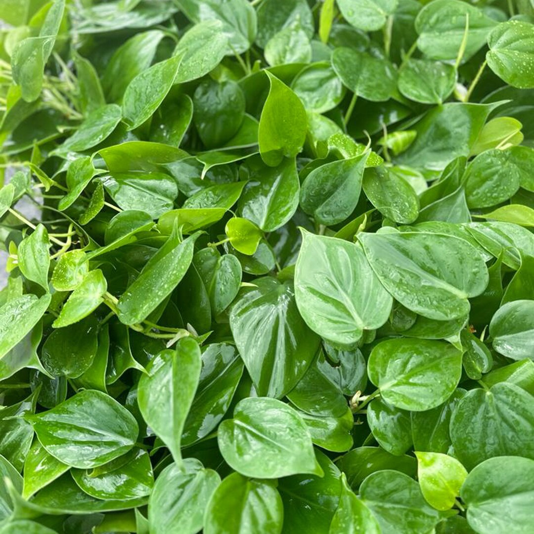8 PACK LIVE 4 Inch Pot Green Heartleaf Philodendron, Vine Indoor Plant ...
