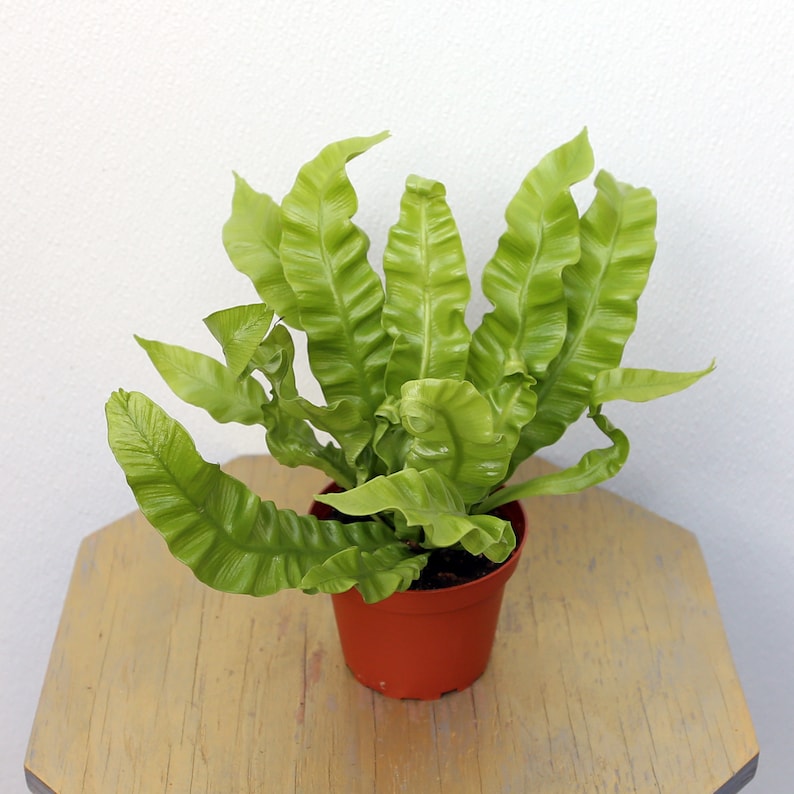 LIVE 4 Inch Pot Crispy Wave Fern, Japanese Asplenium Nidus, Thank You ...