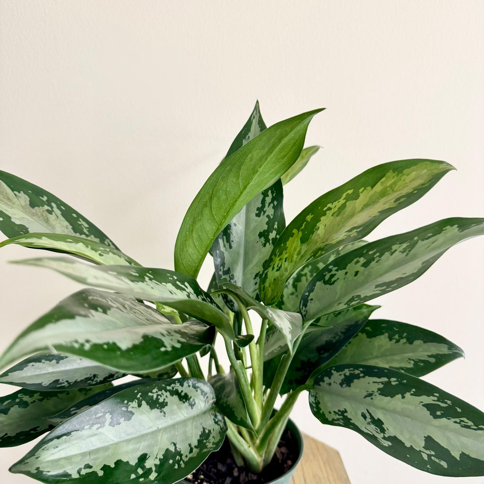 LIVE Combo 6 Inch Pot Aglaonema Silver Bay & Tigress, Chinese Evergreen ...