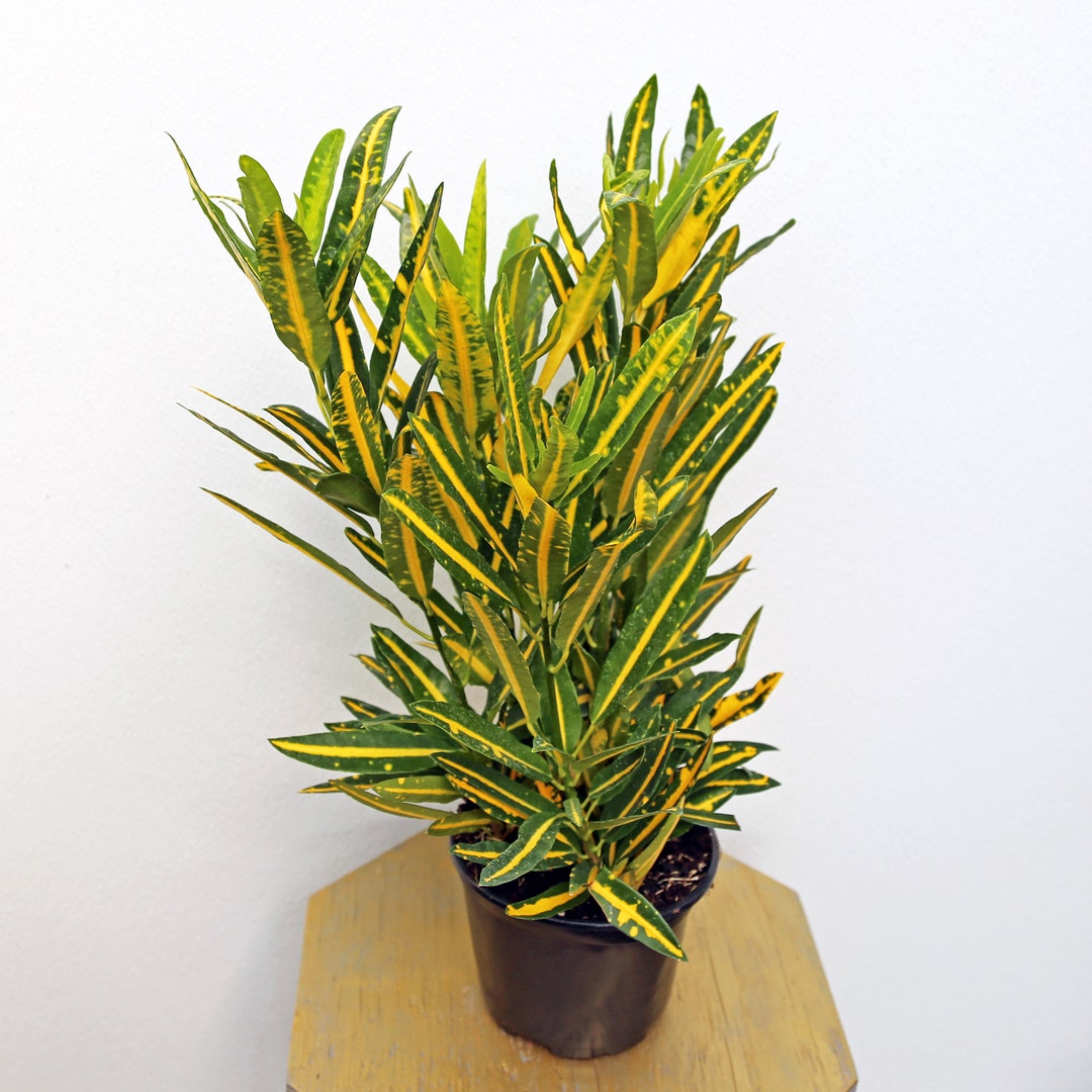 LIVE 6 Inch Pot Croton Sunny Star, Large Plant, Housewarming Gift ...