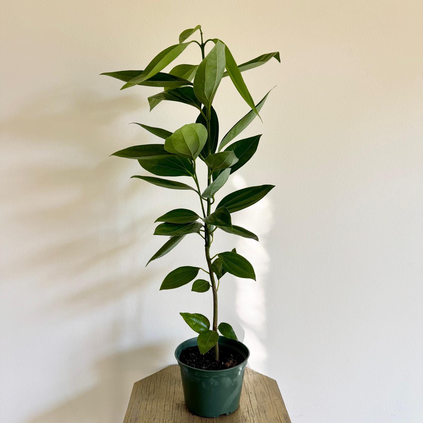 LIVE 6 Inch Pot GIANT True Cinnamon Tree, Ceylon Cinnamon, Canela Tree ...