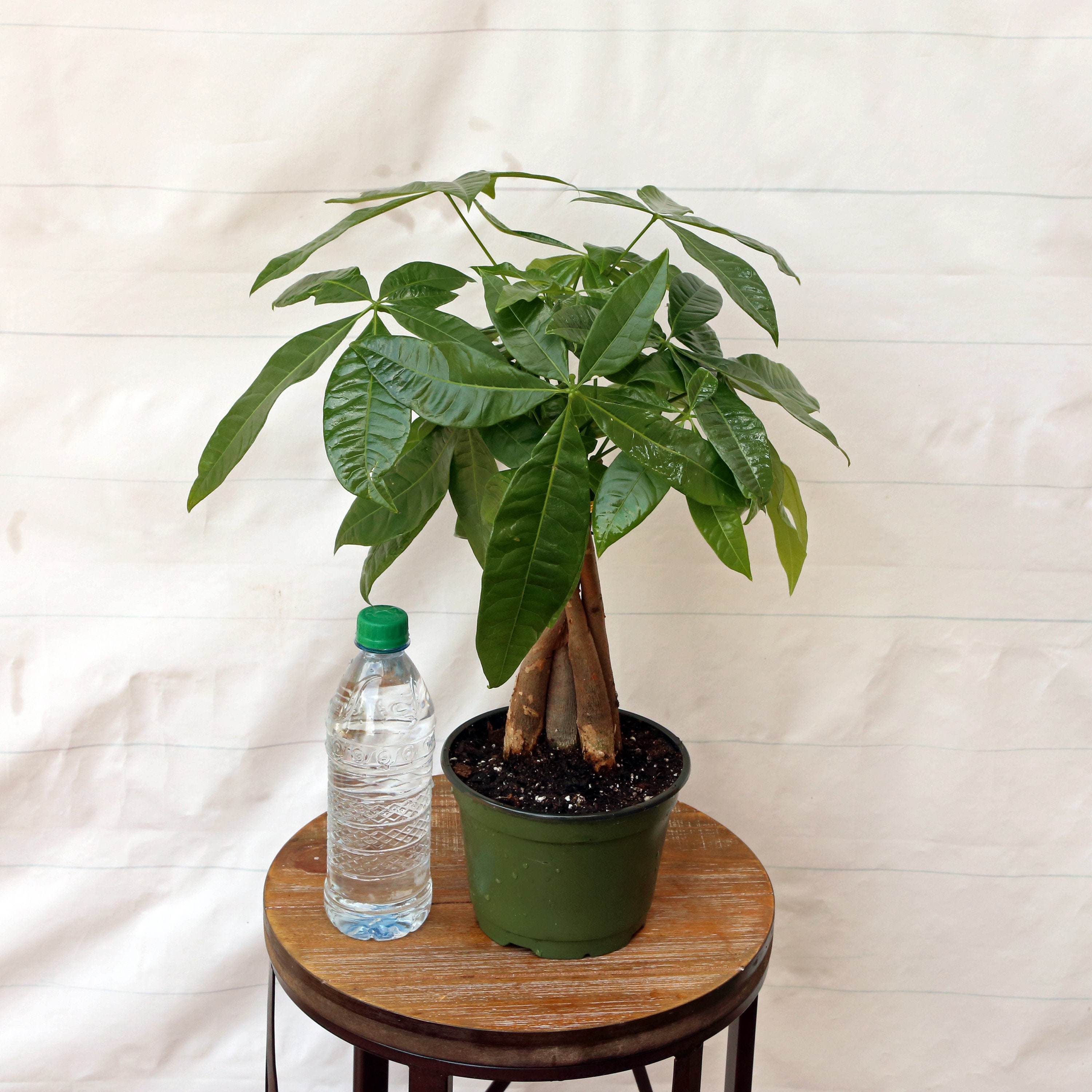 Japanese Money Tree Care