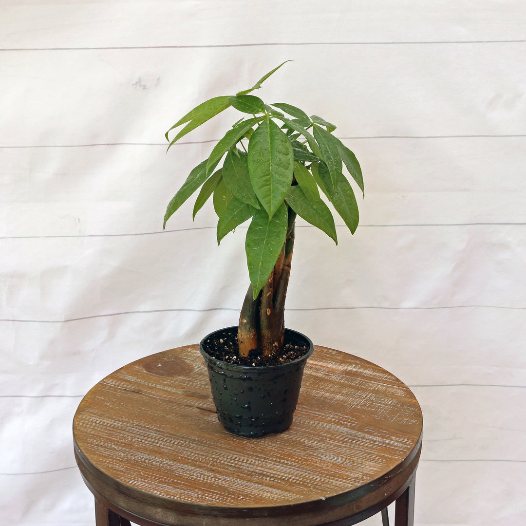 LIVE 4 Inch Pot Money Tree, Good Luck Plant, Housewarming Gift, Thank ...