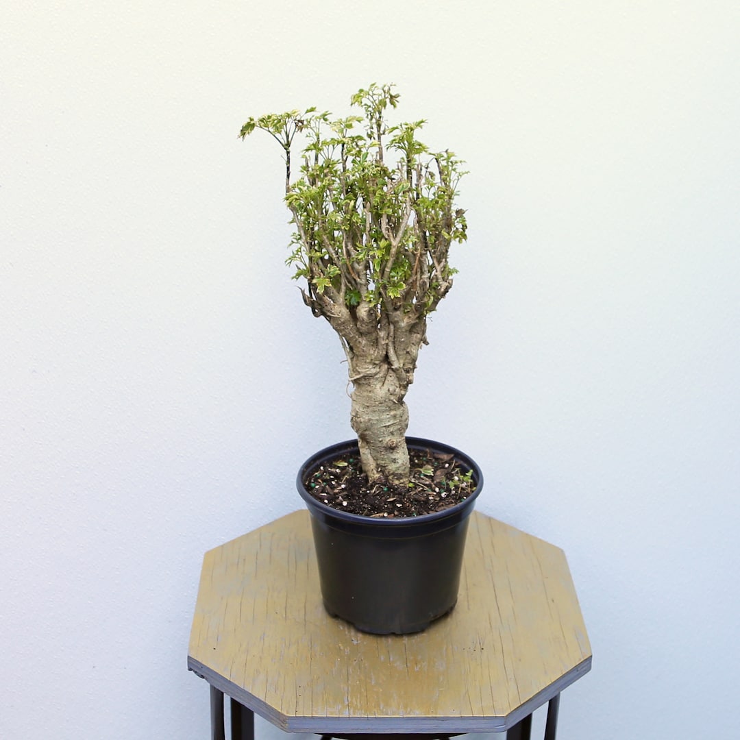 LIVE 6 Inch Pot Polyscias Fruticosa Elegans Bonsai, Ming Aralia, RARE ...