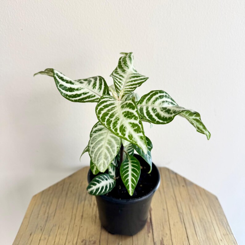LIVE 4 Inch Pot Aphelandra Snow White, Zebra Plant, Housewarming Gift ...