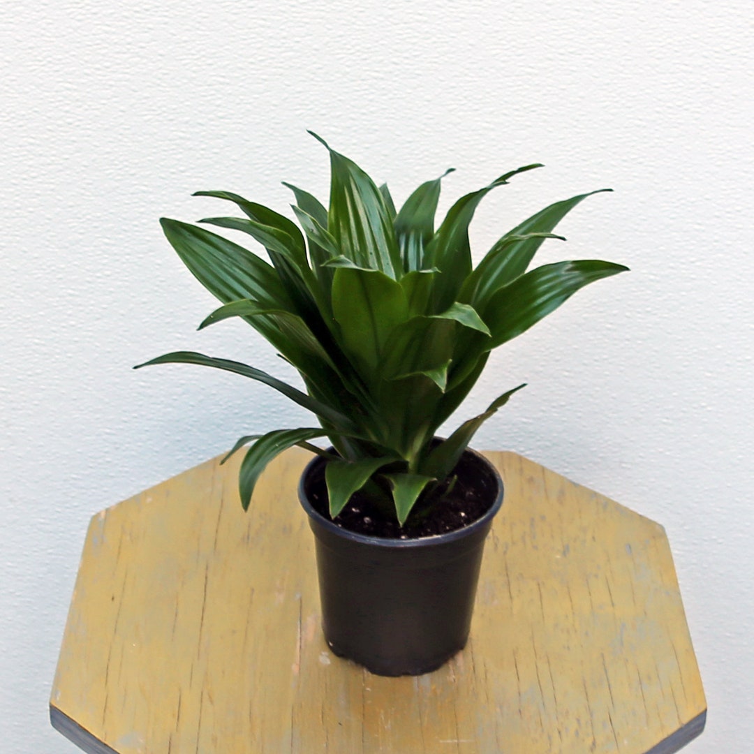 LIVE 4 Inch Pot Janet Craig Compacta Dracaena JCC Plant, Birthday Gift ...
