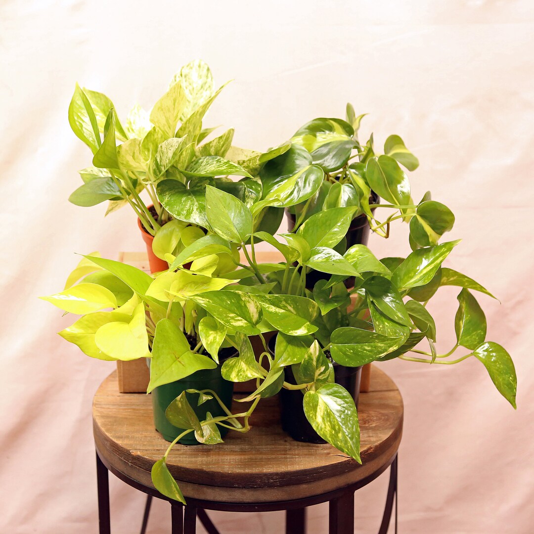 LIVE 4 Inch Pots 4 Plants Philodendron & Pothos Collection Brazilian ...