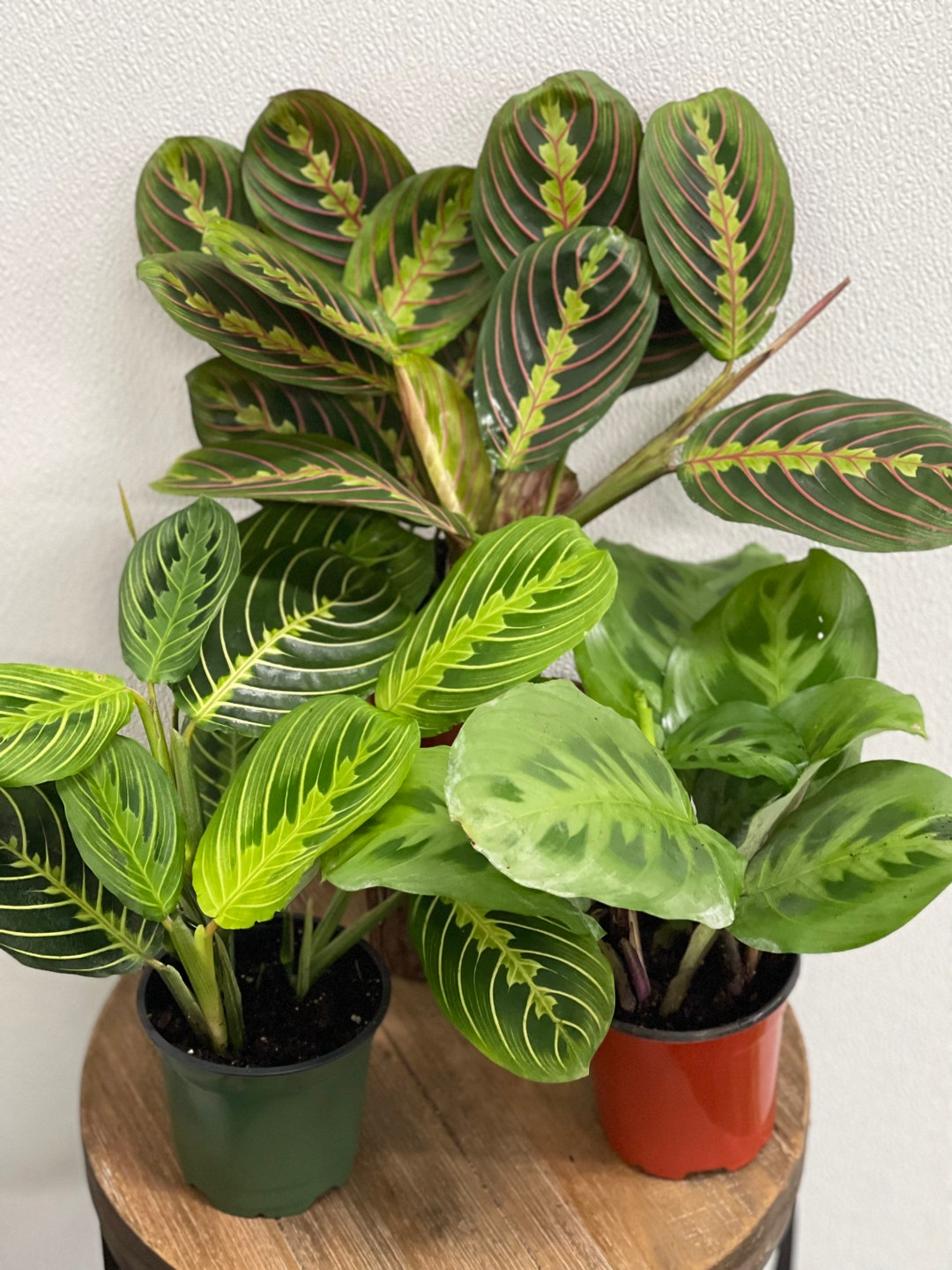 LIVE Combo 4 Inch Pots Red Maranta, Green Maranta and Lemon Maranta ...