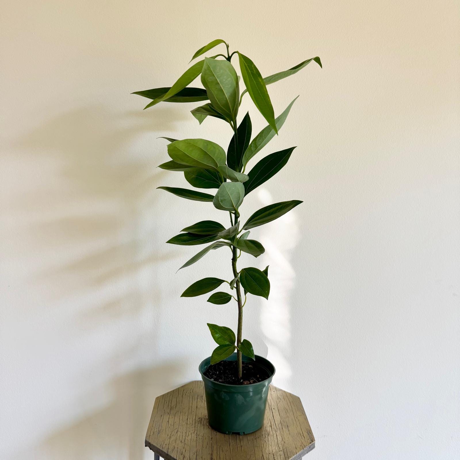 LIVE 6 Inch Pot GIANT True Cinnamon Tree, Ceylon Cinnamon, Canela Tree ...