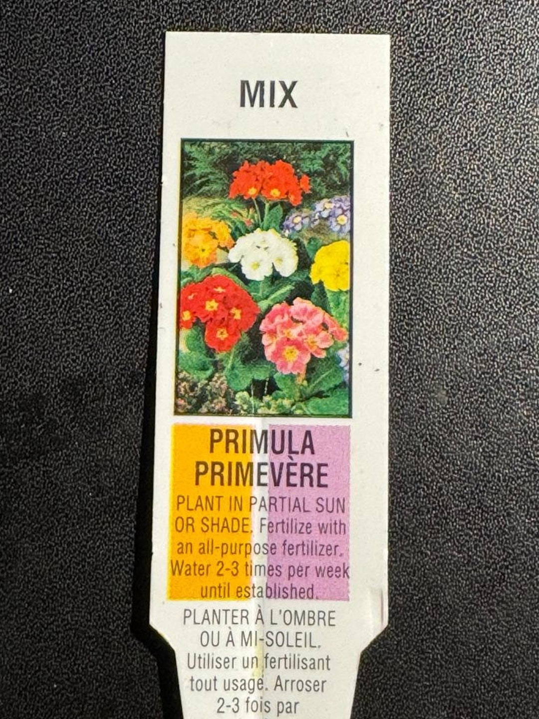 LIVE 4 Inch Pot Primula, Common Primrose, English Primrose, Small ...