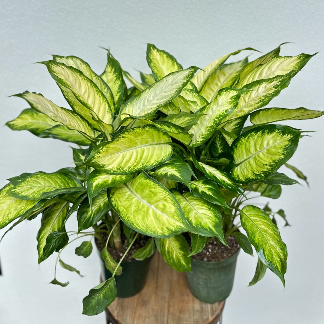 FOSTER 2 Plants, LIVE Dieffenbachia, Evergreen Plants on SALE, Plant ...
