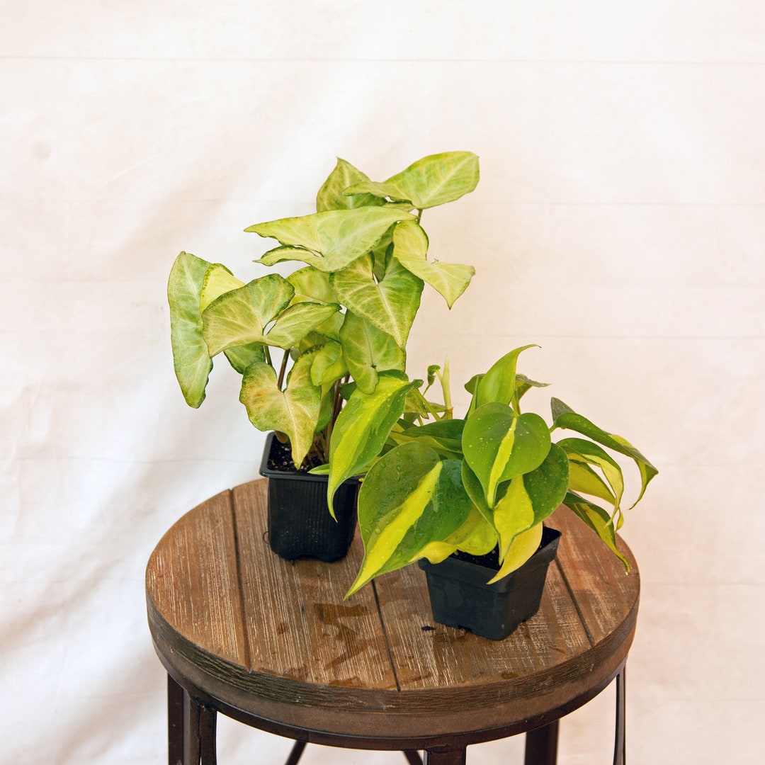 LIVE Combo 3 Inch Pots White Butterfly Syngonium Arrowhead and ...