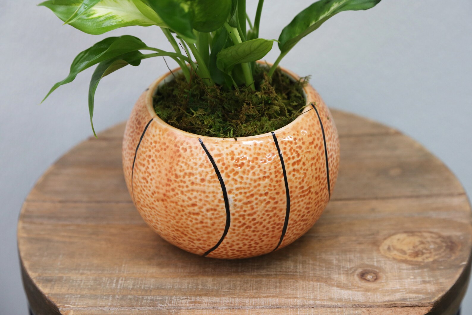 LIVE Evergreen Houseplant in Beautiful Ceramic Basketball Pot - Etsy