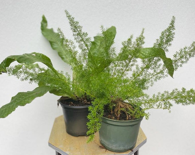 FOSTER Plants 6 Inch Pots Asparagus Sprengeri Fern & Japanese Birds ...