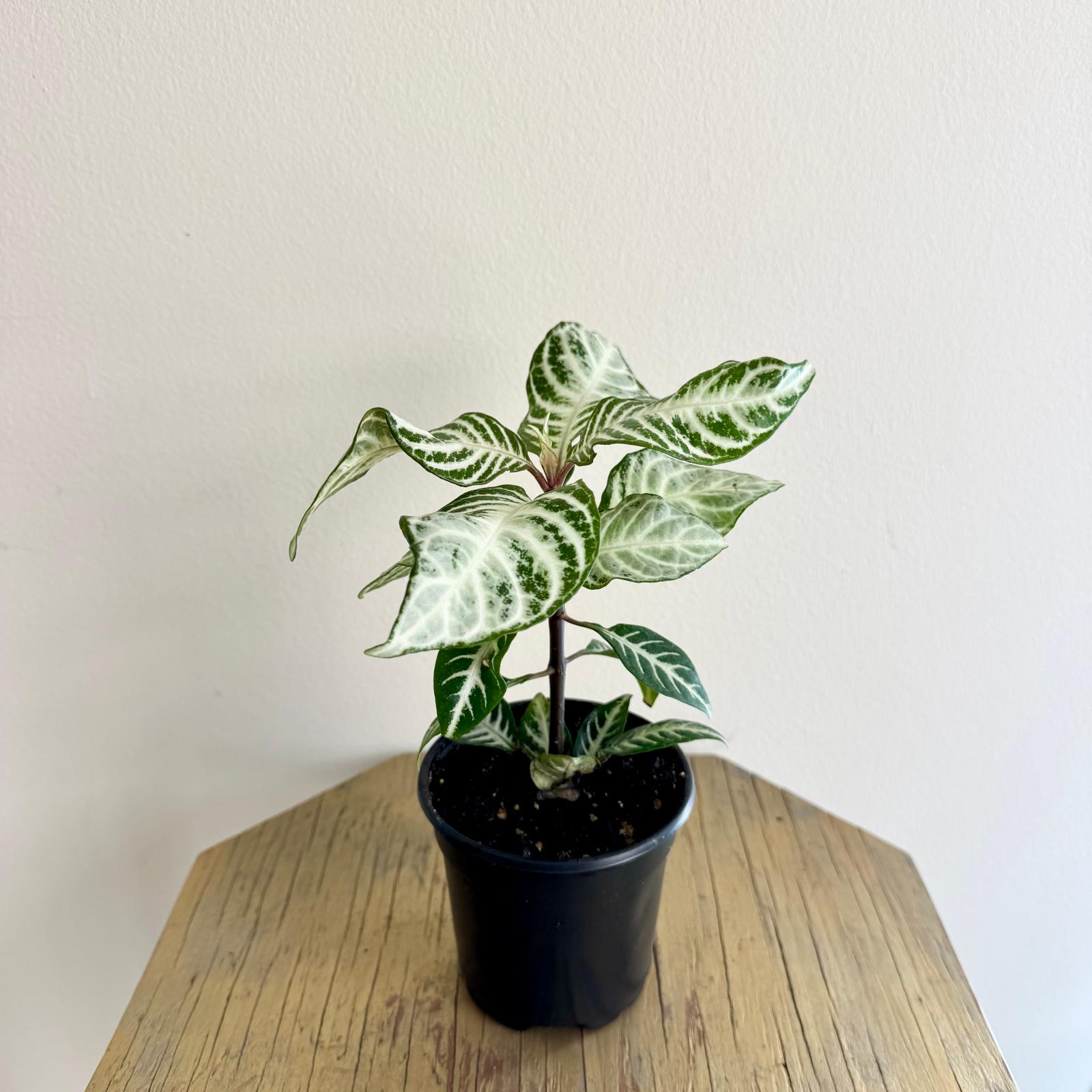 LIVE 4 Inch Pot Aphelandra Snow White, Zebra Plant, Housewarming Gift ...
