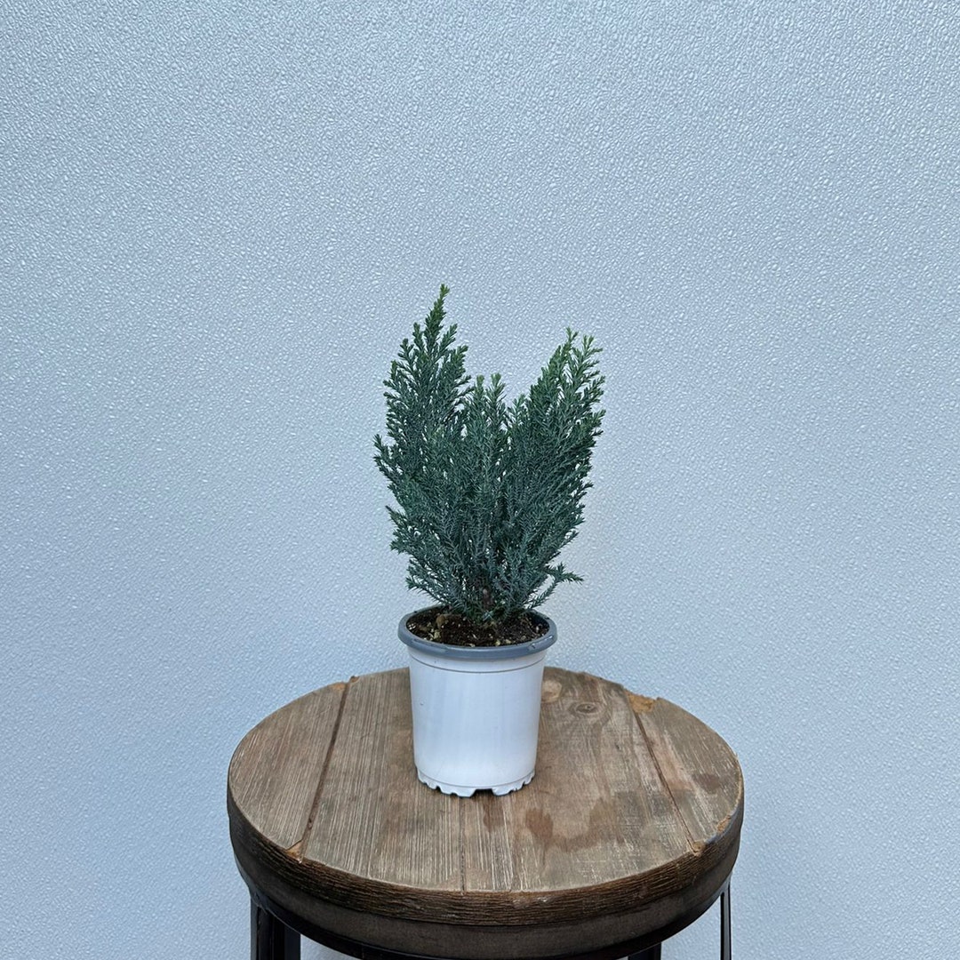 LIVE 4 Inch Pot Moonlit Cypress, Chamaecyparis, False Cypress Tree ...