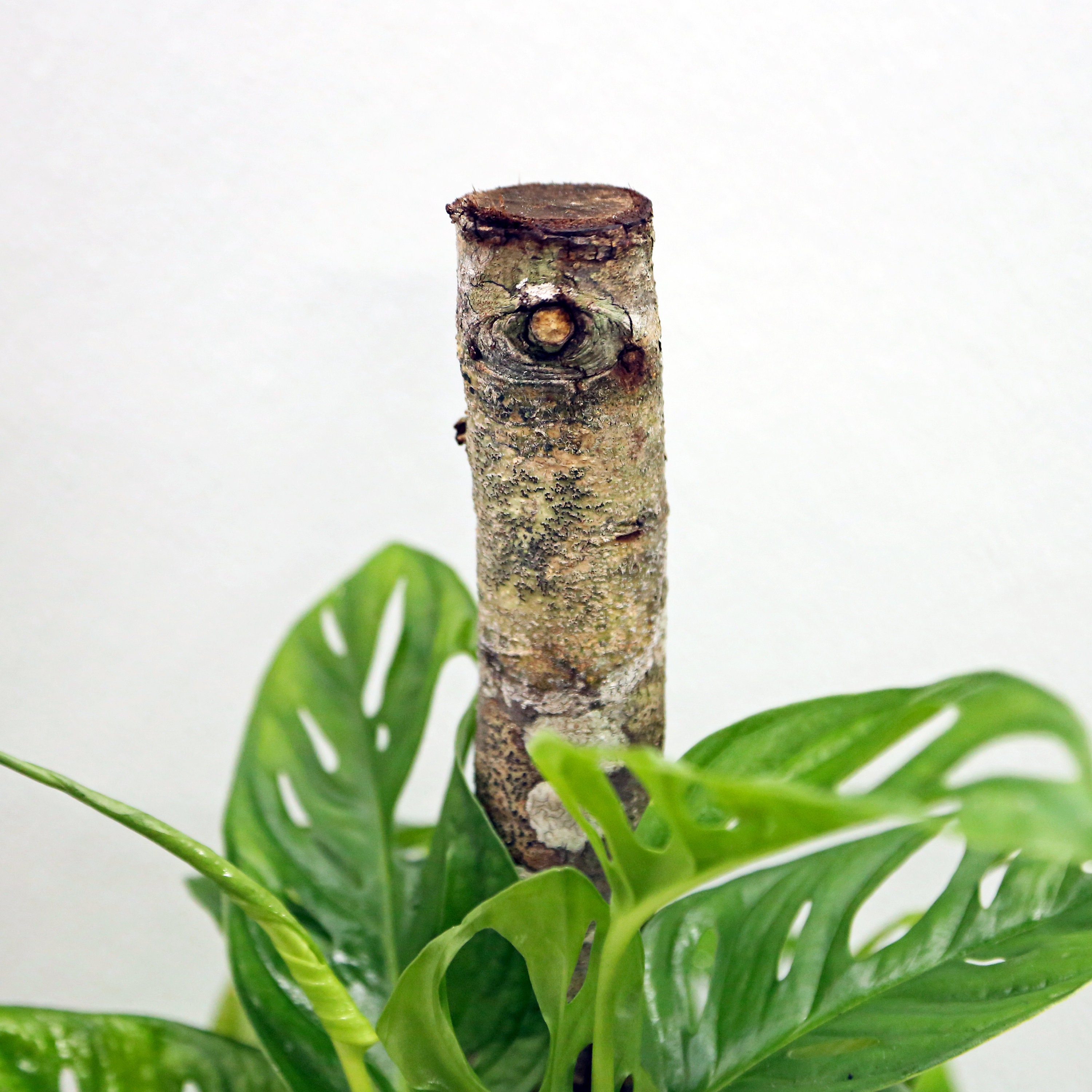 LIVE Swiss Cheese Monstera Adansonii Totem Vine Evergreen - Etsy Norway