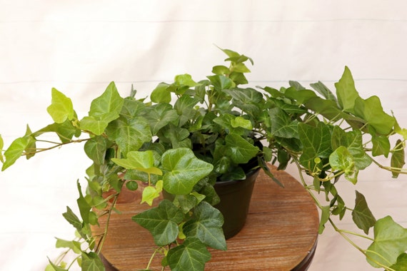 Hedera Helix Indoor Plant